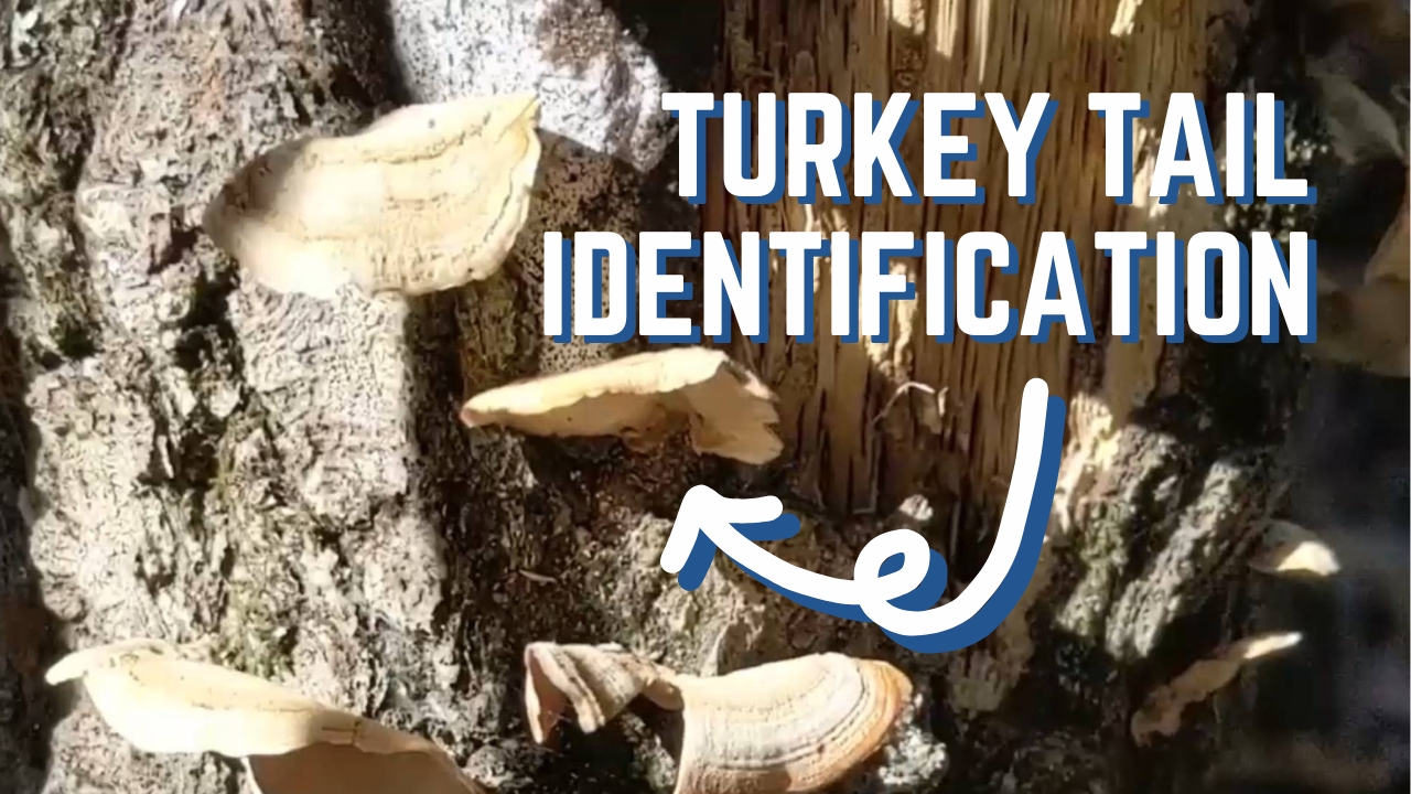 Indigenous Medicine: Turkey Tail Mushrooms – Videos – Mother Earth News